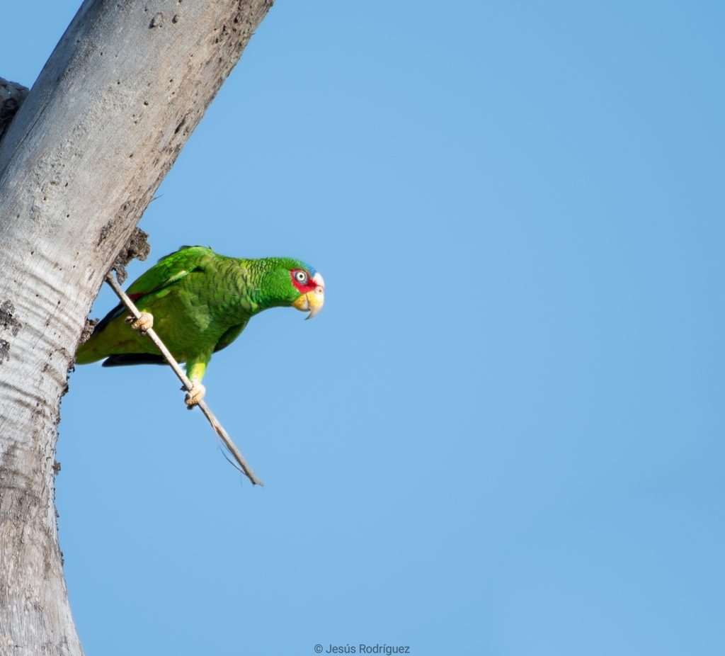 White-fronted Parrot in March 2022 by jesus antonio rodriguez de los ...