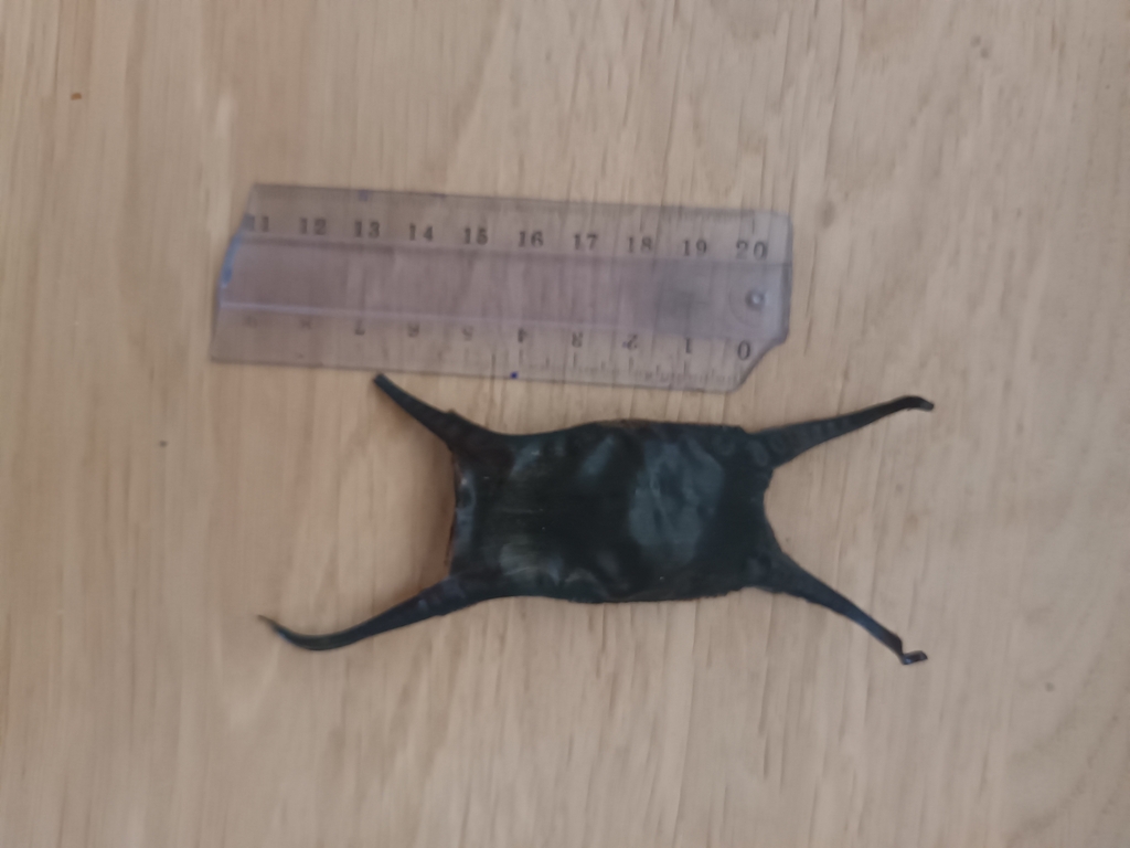 Spotted Skate from 17310 Saint-Pierre-d'Oléron, France on February 28 ...