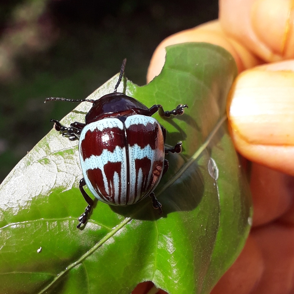 Platyphora haroldi from J92M+42P, Panama on July 20, 2020 by charmerh ...