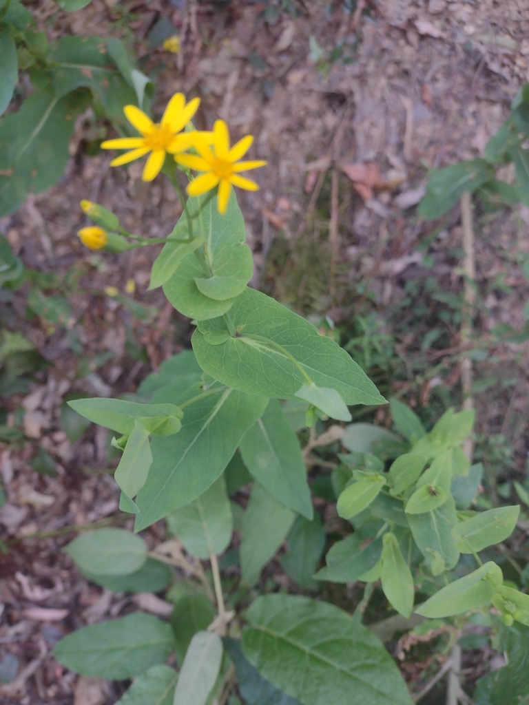 Forest Groundsel from Upper Kangaroo Valley NSW 2577, Australia on ...