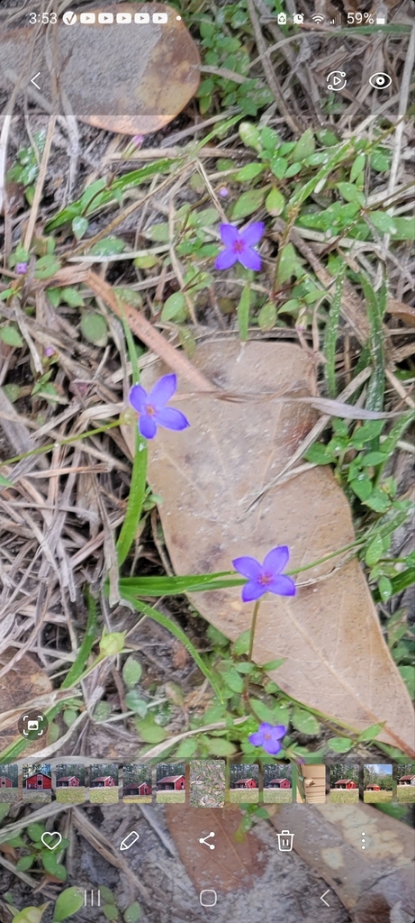 tiny bluet from Warren, TX 77664, USA on February 26, 2023 at 03:53 PM ...
