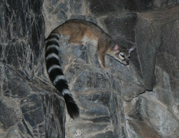 Ringtail in September 2009 by mike_rochford · iNaturalist