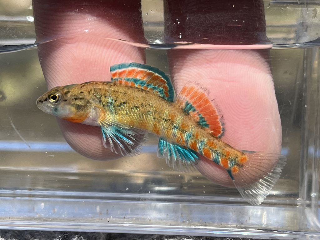 Plains Orangethroat Darter from 72921, Alma, AR, US on February 28 ...