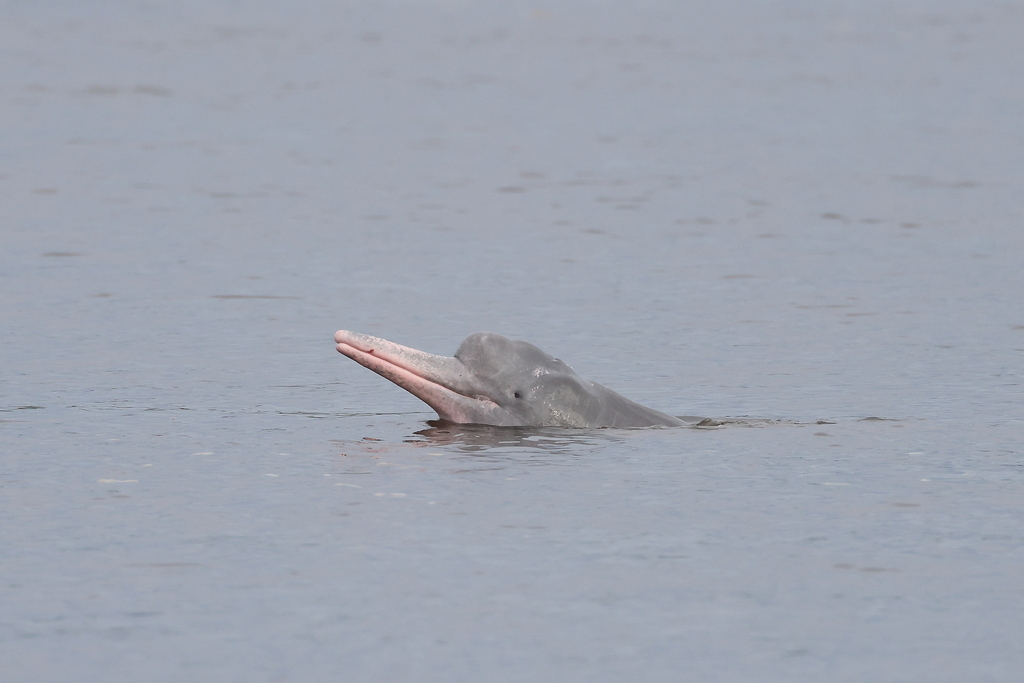 Boto in February 2023 by Carlos N. G. Bocos · iNaturalist