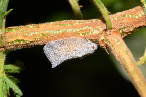 Genus Increda · iNaturalist