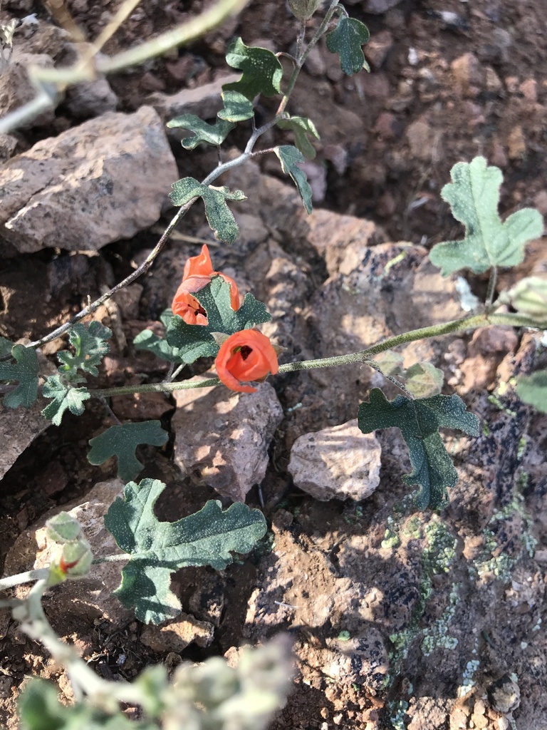 caliche globemallow from Westside Development, Tucson, AZ, US on ...