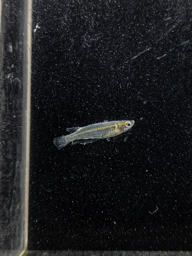 Hubbs’s Medaka (Oryzias hubbsi) · iNaturalist