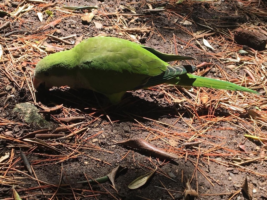 Monk Parakeet from Carrer de Calàbria, Barcelona, Barcelona, ES on ...