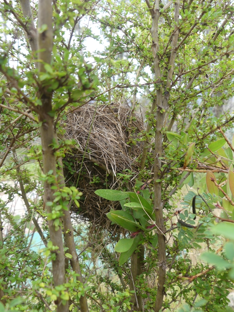 Birds from Rocky Hall NSW 2550, Australia on February 28, 2023 at 10:50 ...