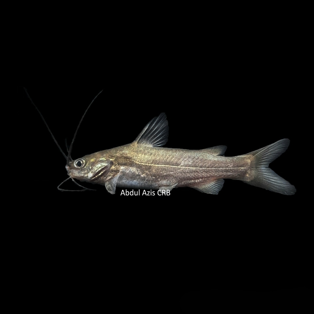 Gulio Catfish from Embung Wanakaya on August 15, 2022 at 01:46 AM by ...