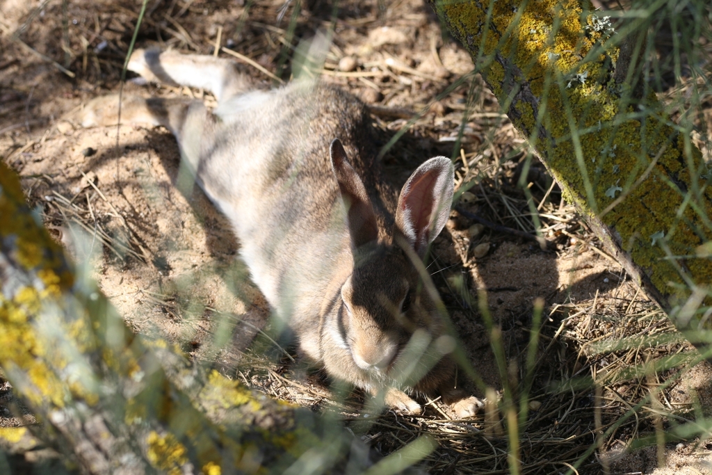 European Rabbit in May 2016 by Tiago Guerreiro · iNaturalist