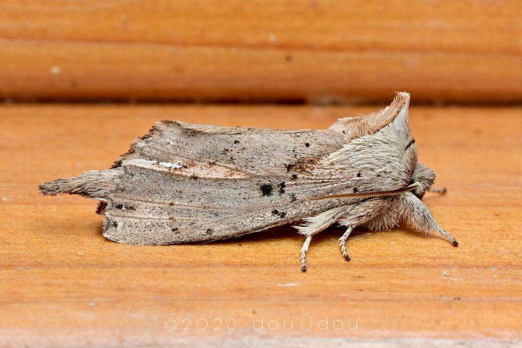 Ramesa from 中国海南省昌江黎族自治县霸王岭 on January 12, 2023 at 10:12 PM by 豆豆 · ...