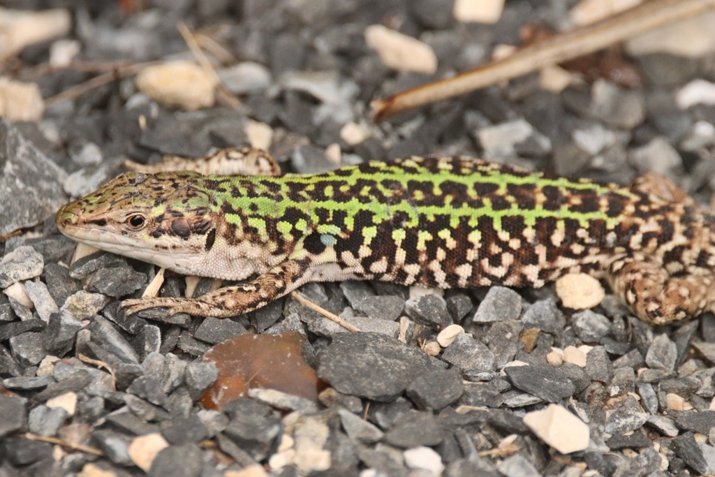 Italian Wall Lizard from 1990-005 Lisboa, Portugal on April 25, 2022 by ...
