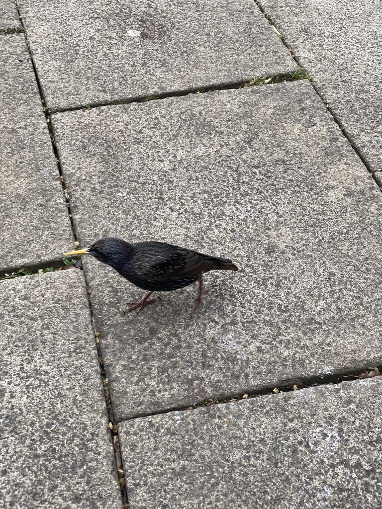 European Starling from ZSL London Zoo, London, England, GB on March 01 ...