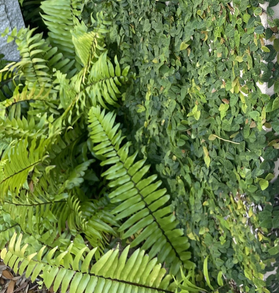 Fishbone Fern from Downtown, St. Petersburg, FL, USA on February 28 ...