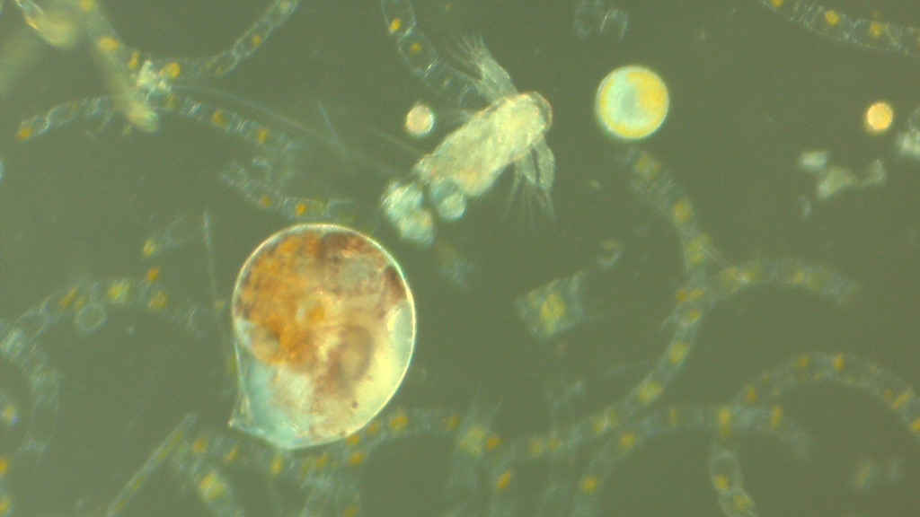 Sea Butterflies on February 20, 2023 at 10:32 AM by Allison Cusick ...