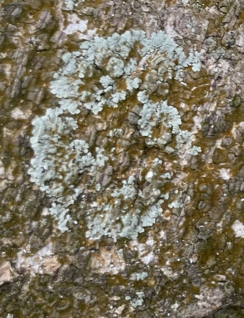 Powdery Axil-bristle Lichen from Downtown, St. Petersburg, FL, USA on ...