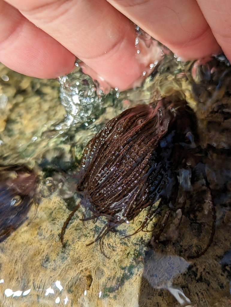 Lemanea from Garden City, AL, USA on February 28, 2023 at 11:37 AM by ...