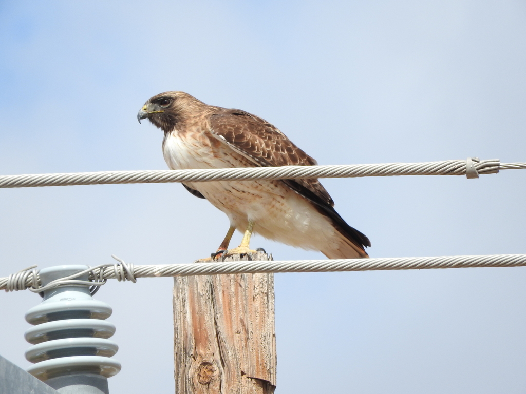Red-tailed Hawk from Pitiquito, Son., México on February 21, 2023 at 01 ...