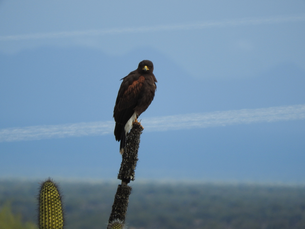 Harris's Hawk from Pitiquito, Son., México on February 21, 2023 at 03: ...