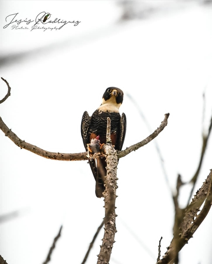 Bat Falcon from Macuspana by jesus antonio rodriguez de los santos ...
