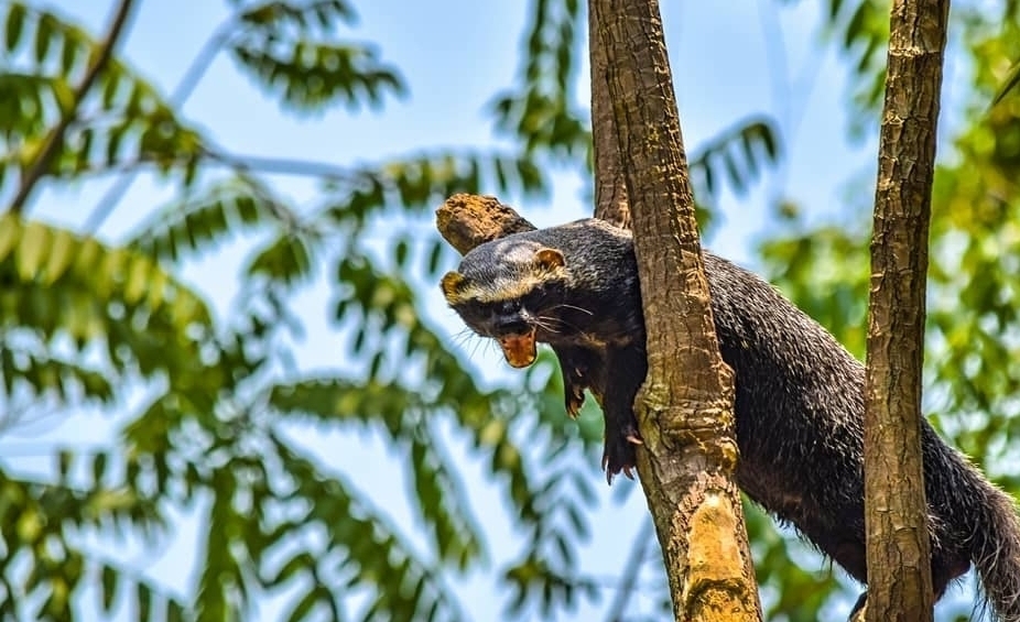 Greater Grison from Tabasco by jesus antonio rodriguez de los santos ...
