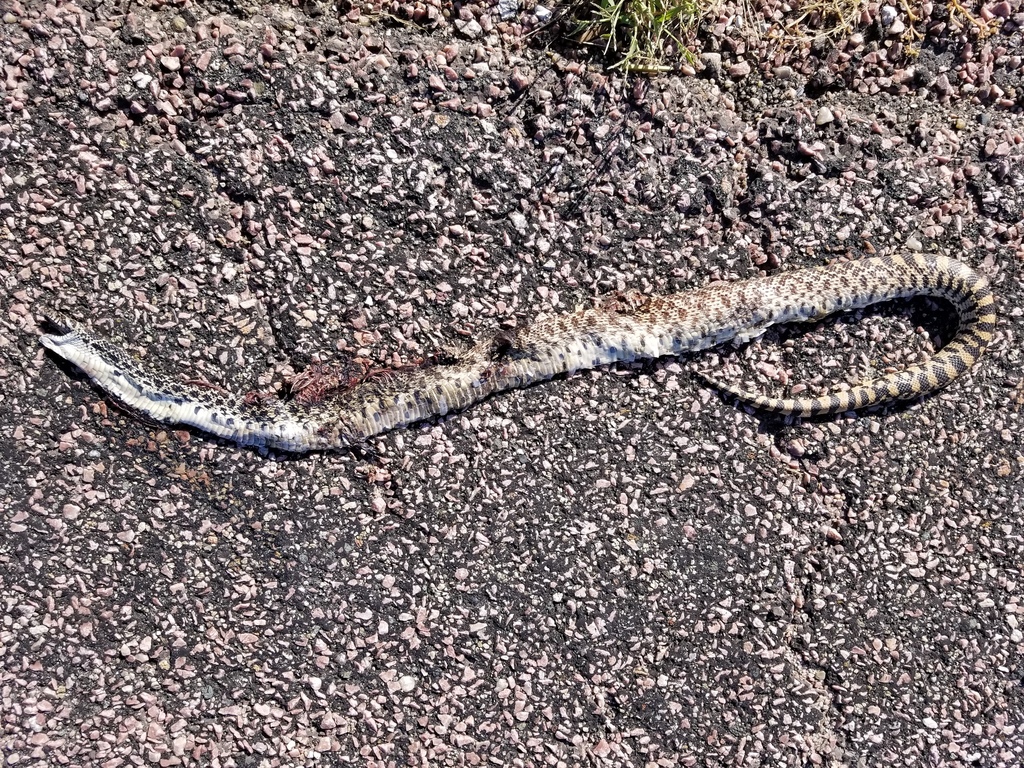 Bullsnake from Cuming County, NE, USA on September 23, 2018 at 10:01 AM ...