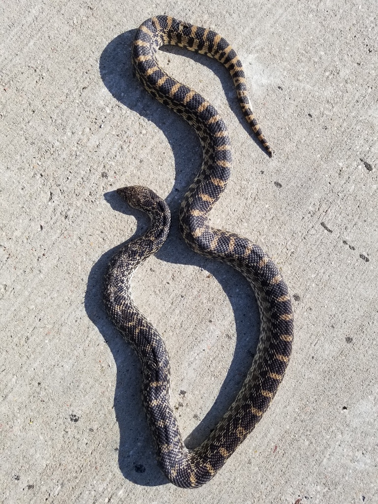 Bullsnake from Merrick County, NE, USA on July 27, 2019 at 09:38 AM by ...