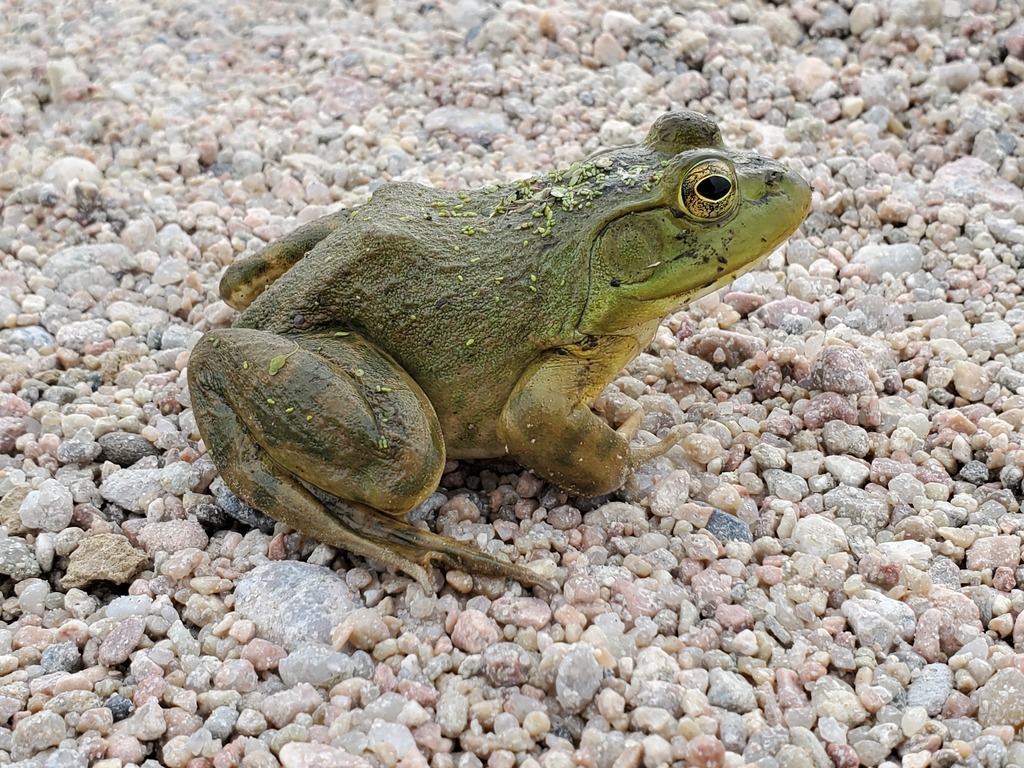 American Bullfrog from Stanton County, NE, USA on September 26, 2020 at ...