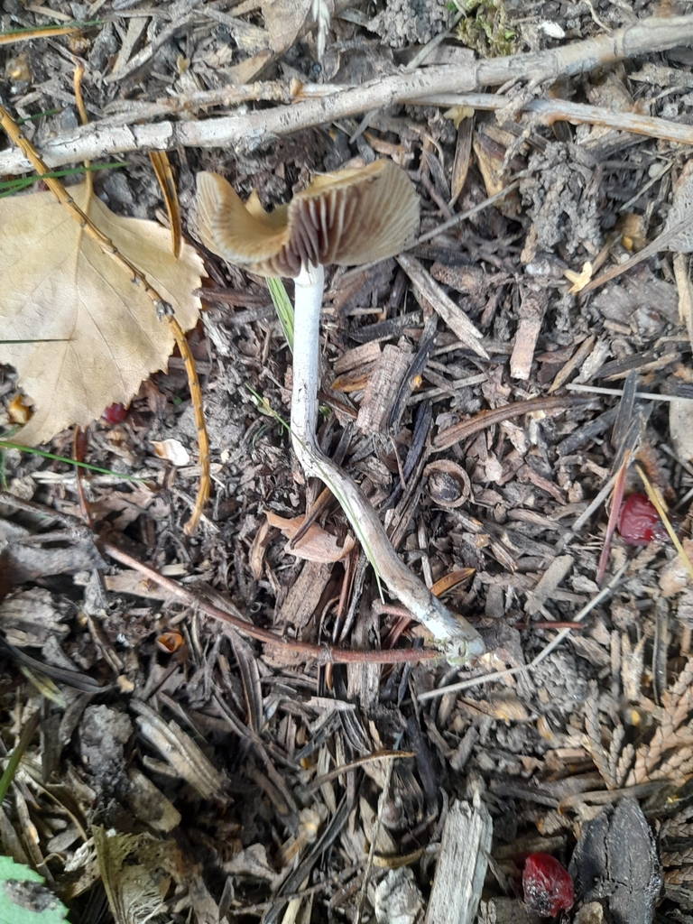 Wavy Cap in October 2022 by Leon Camillo · iNaturalist