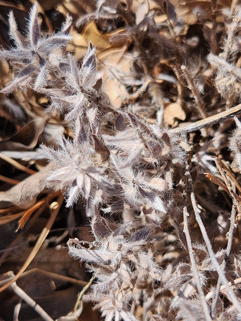 borage family from Elida, NM 88116, USA on February 28, 2023 at 09:33 ...
