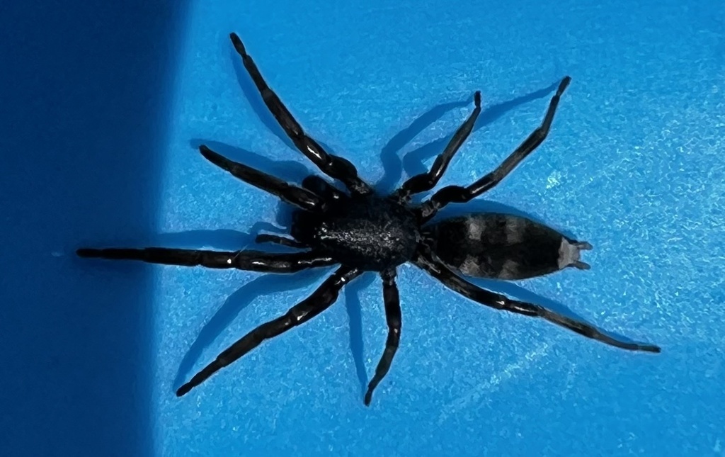 White-tailed Spiders from North Island, Auckland, Auckland, NZ on March ...
