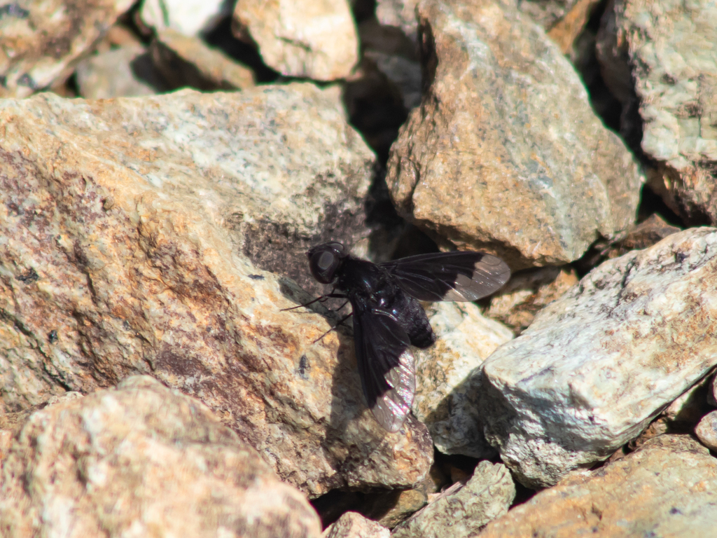 Black Bee Fly from Baltimore County, MD, USA on September 3, 2021 at 12 ...