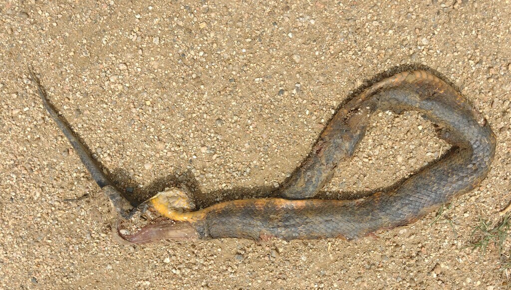 Tiger Snake from Bathurst Regional - Pt A, AU-NS, AU on March 01, 2023 ...