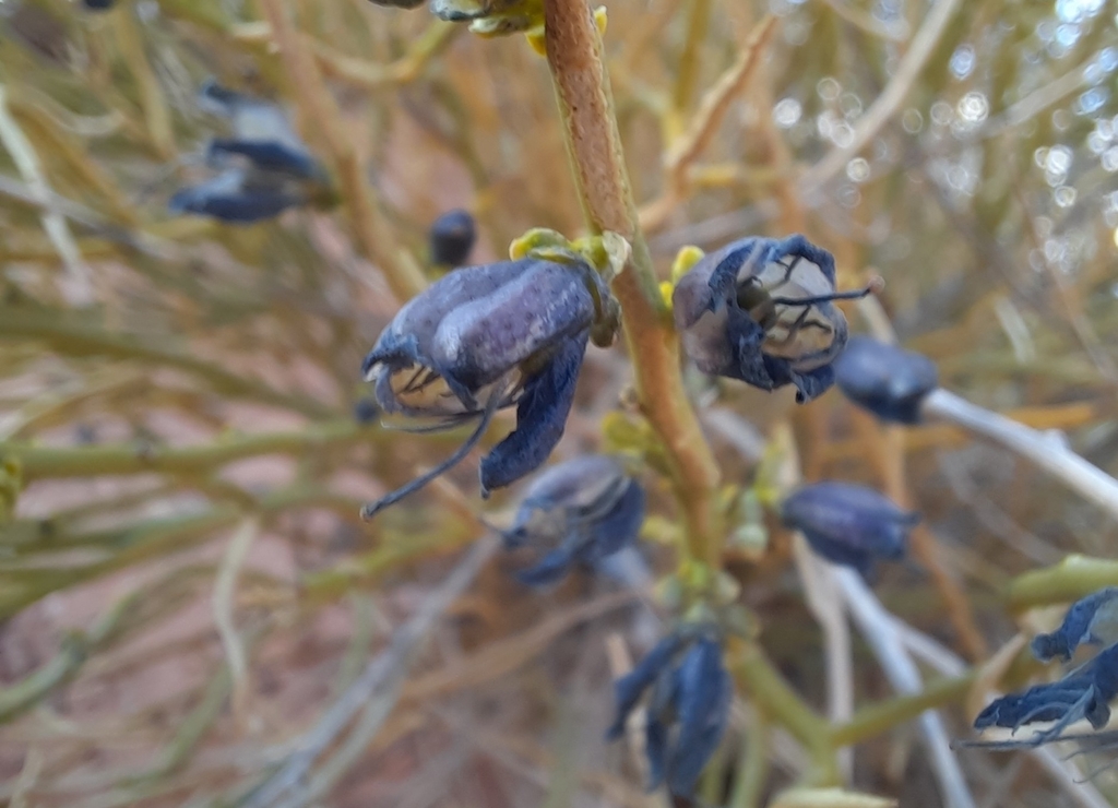 Turpentine Broom from Fire Wave on February 28, 2023 at 04:32 PM by ...