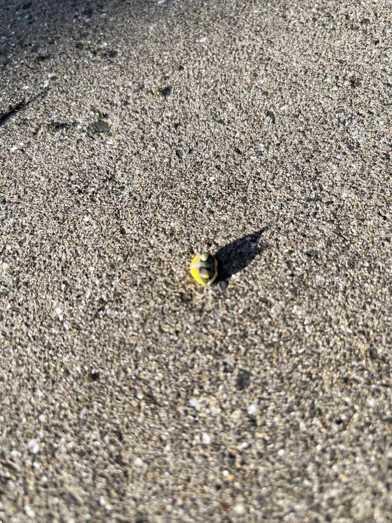 Two-spined spider from North Island, Hunua, Auckland, NZ on March 02 ...