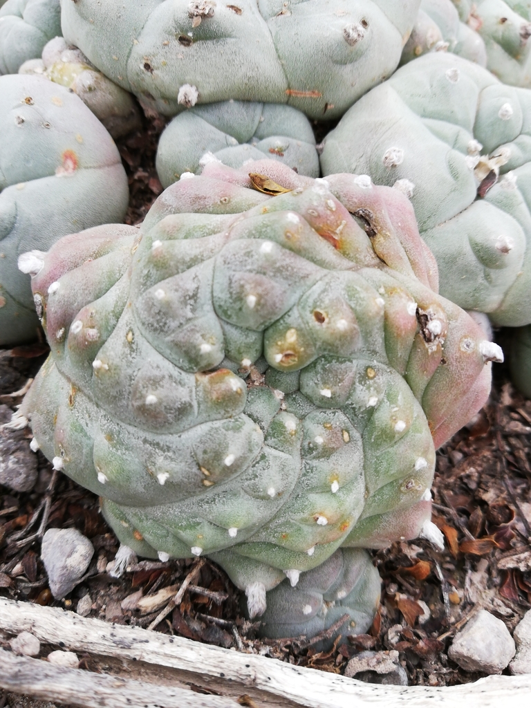 Peyote in September 2018 by Sandino Guerrero · iNaturalist