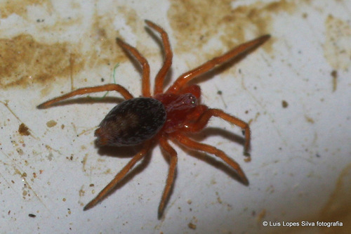 Genus Marilynia · iNaturalist