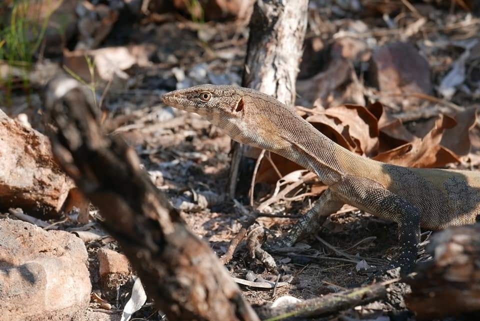 Black-palmed Rock Monitor from Kakadu NT 0822, Australie on June 15 ...