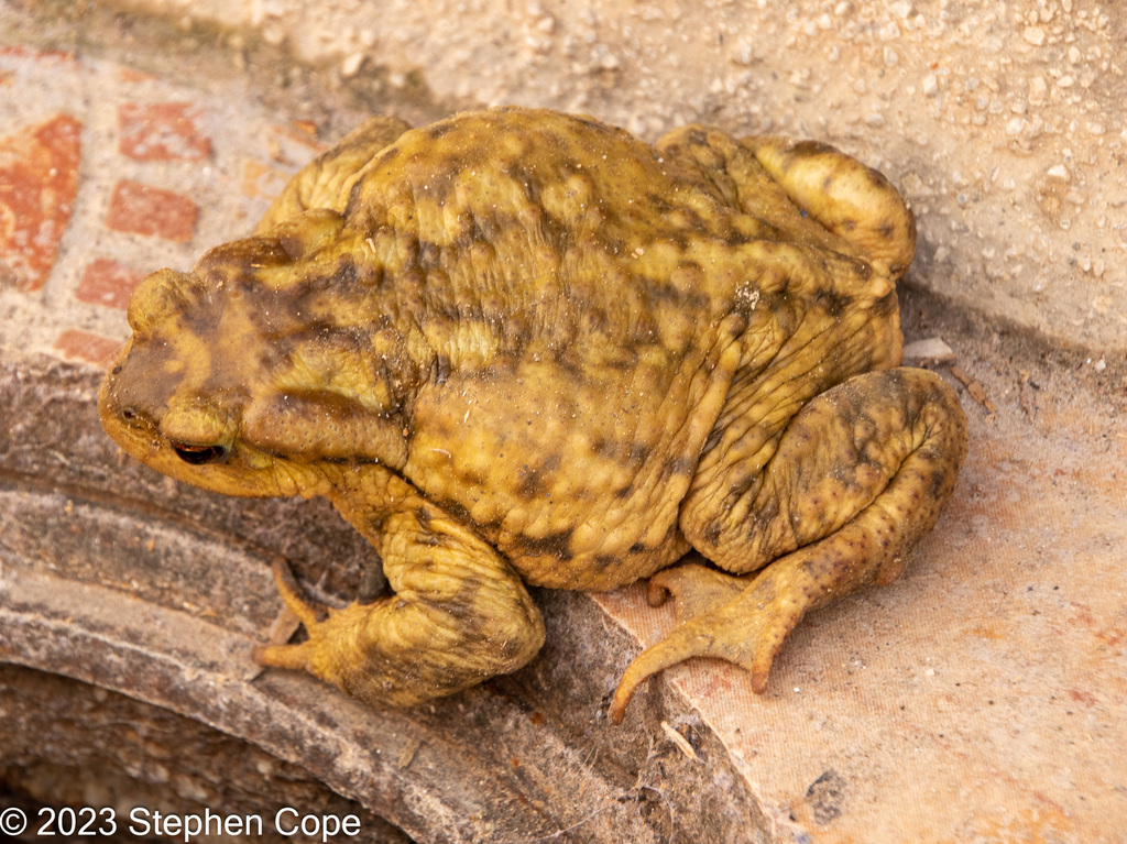 Spiny Toad from oria andalucia spain on February 22, 2023 at 10:36 AM ...