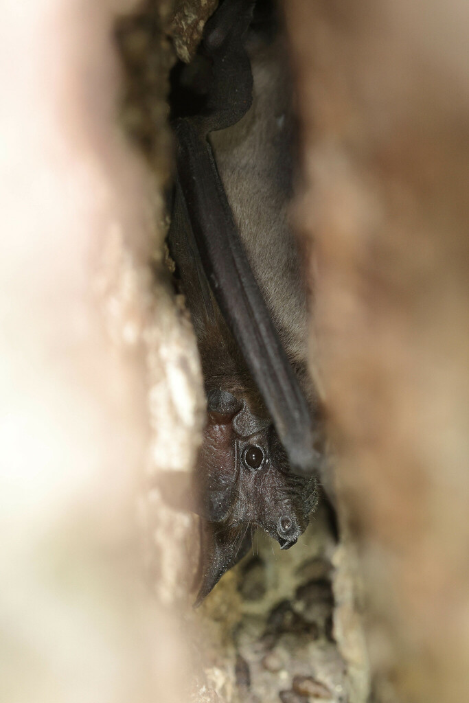 Broad-eared Free-tailed Bat from Inírida, Guainía, Colombia on February ...