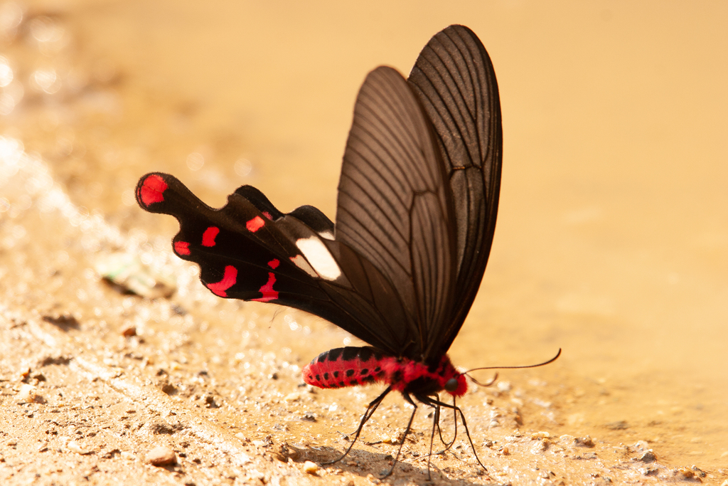 Common Windmill from Thailand on February 24, 2006 at 10:35 AM by Susan ...