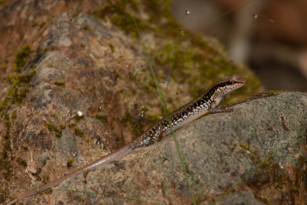 Spotted Forest Skink from Thailand on February 15, 2006 at 09:43 AM by ...