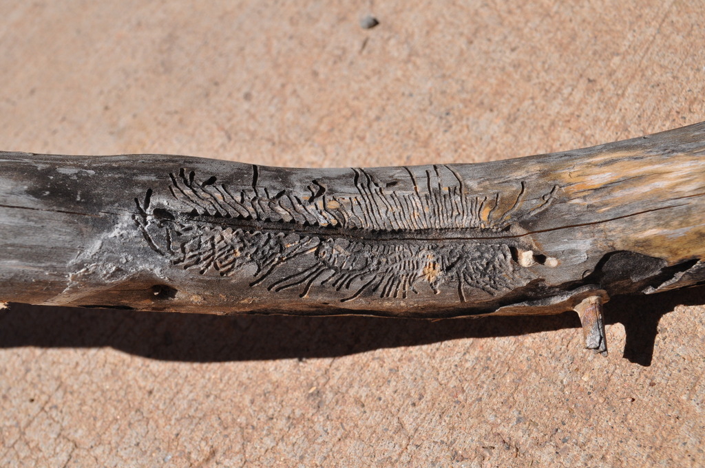 Cypress Bark Beetle from Patagonia, AZ 85624, USA on February 27, 2023 ...