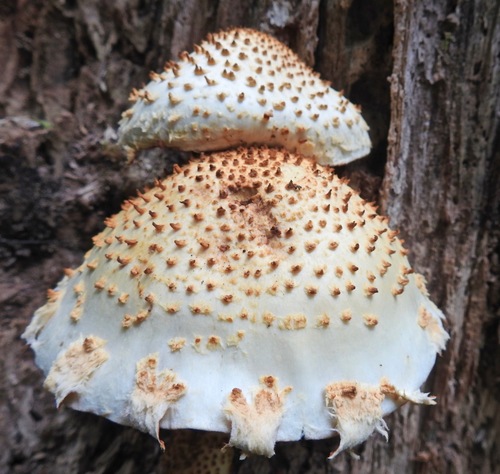 Observations by shaymas_macamus · iNaturalist