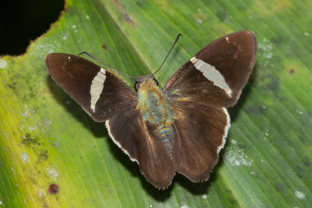 Sharp Banded-Skipper from Vía a, Via Nuevo Paraiso, Ecuador on January ...