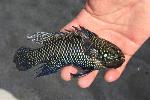 Whitespotted Longfin (Plesiops nigricans) · iNaturalist Guatemala