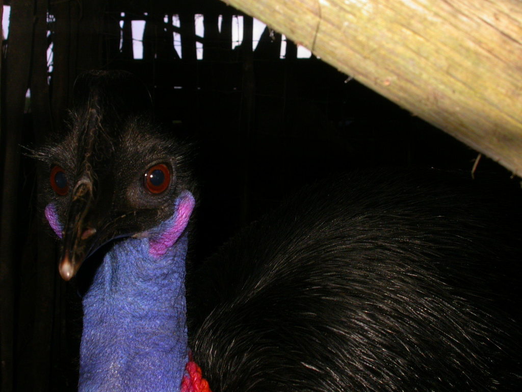 Dwarf Cassowary (Casuarius bennetti) - Avian Discovery