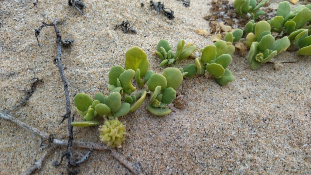 red sand-verbena from México on January 31, 2023 by Mariana Monroy ...