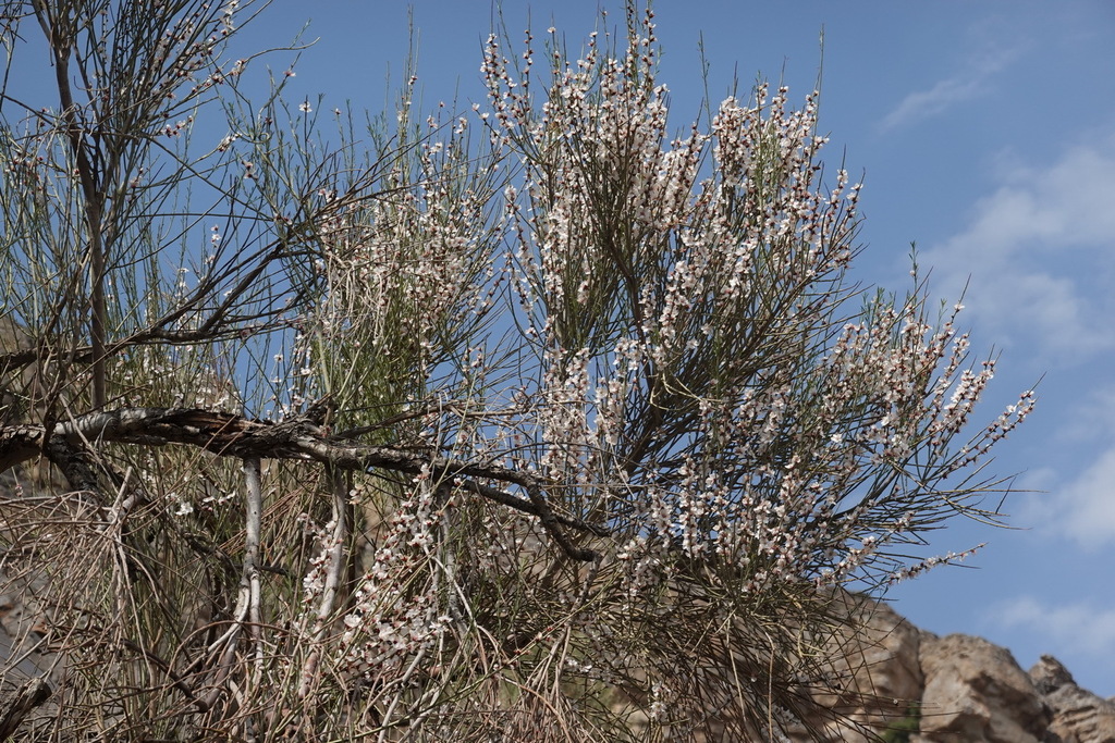 Prunus arabica from Ras Al Khaymah, United Arab Emirates on March 2 ...
